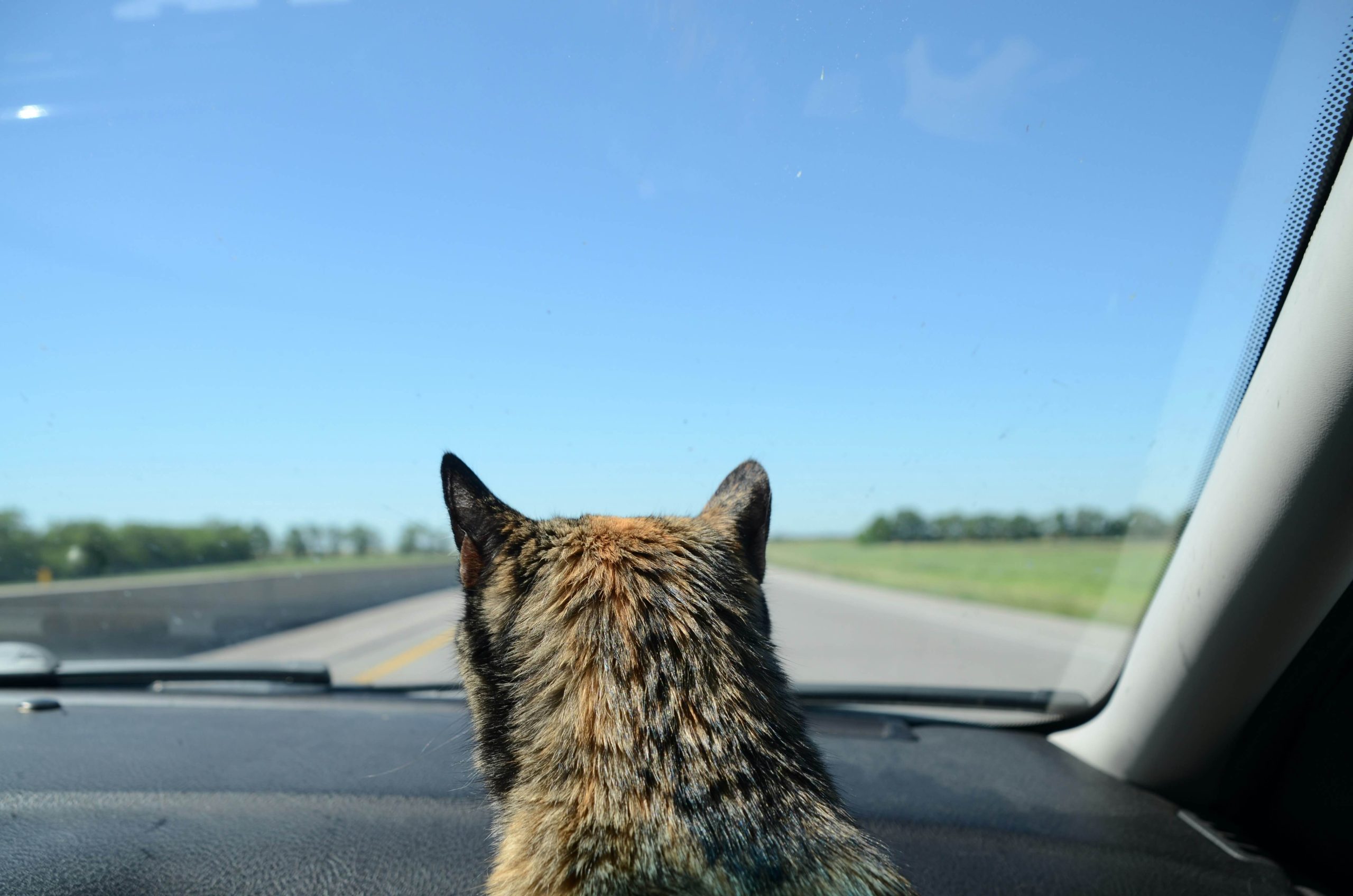 Ultimate Guide to Traveling with Your Cat and Small Dog: Road Trips ...