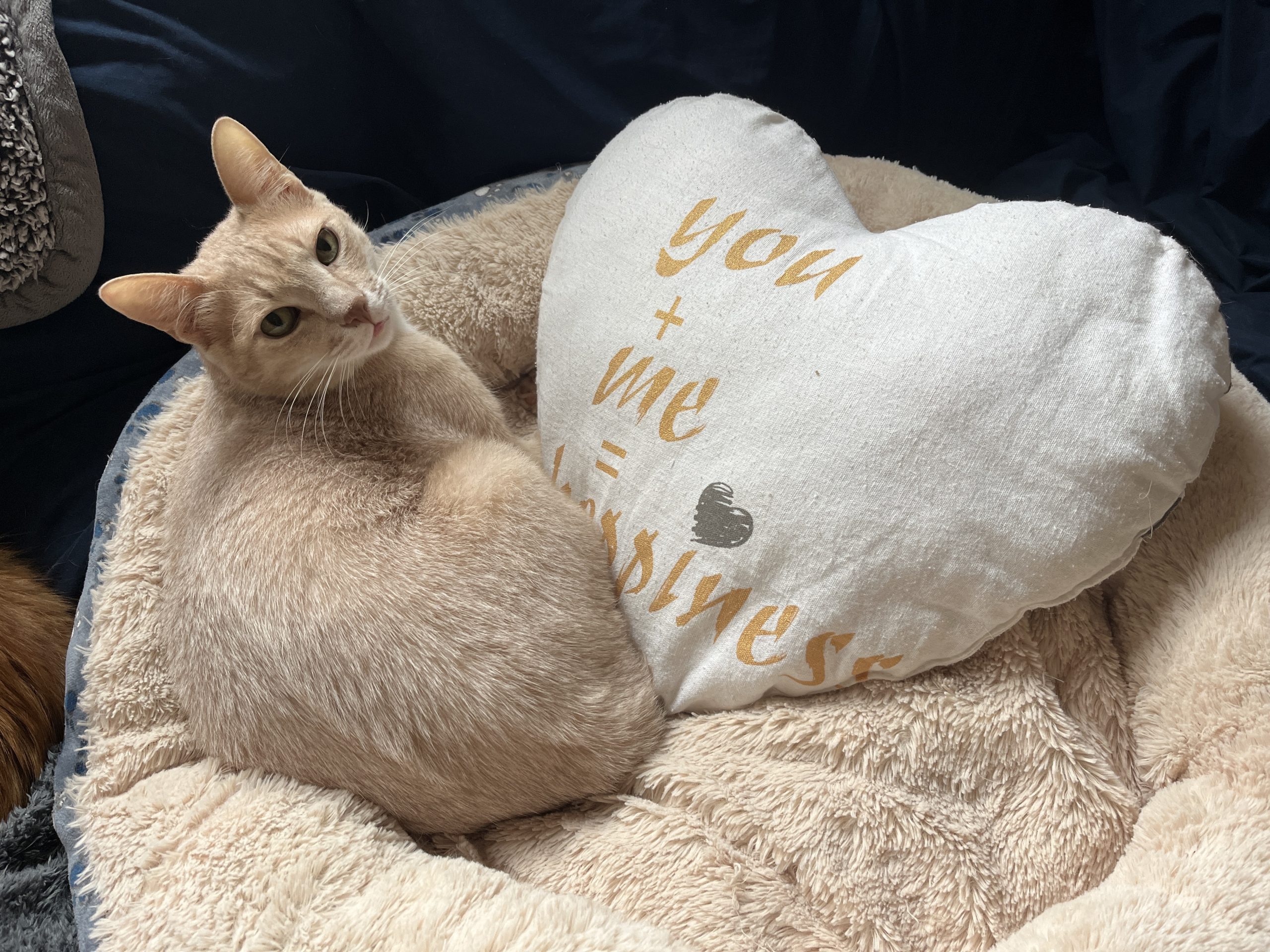 The Ultimate Guide to Stress-Free Pet Travel - MeowMiles